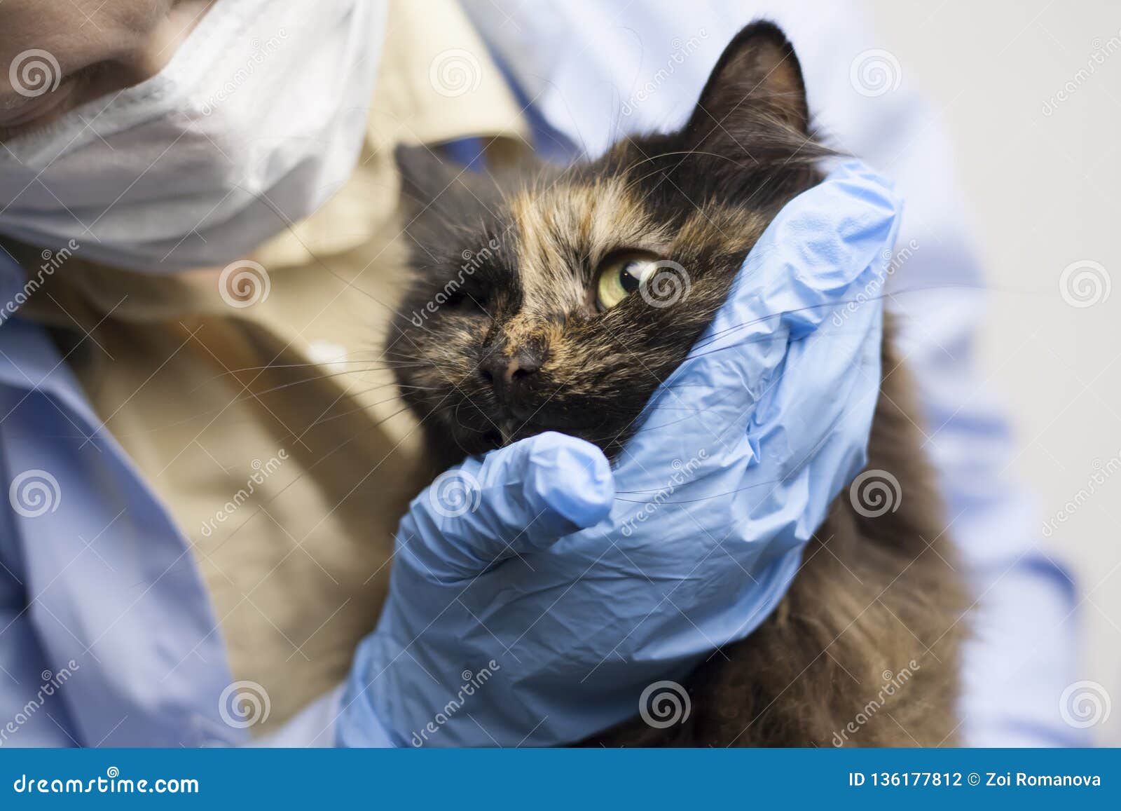 Veterinary Science Topic: Vet Examines a Cat. Stock Photo - Image of ...