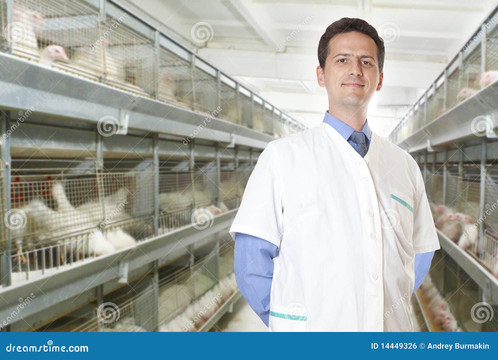 Veterinary surgeon stock photo. Image of layer, bird - 14449326