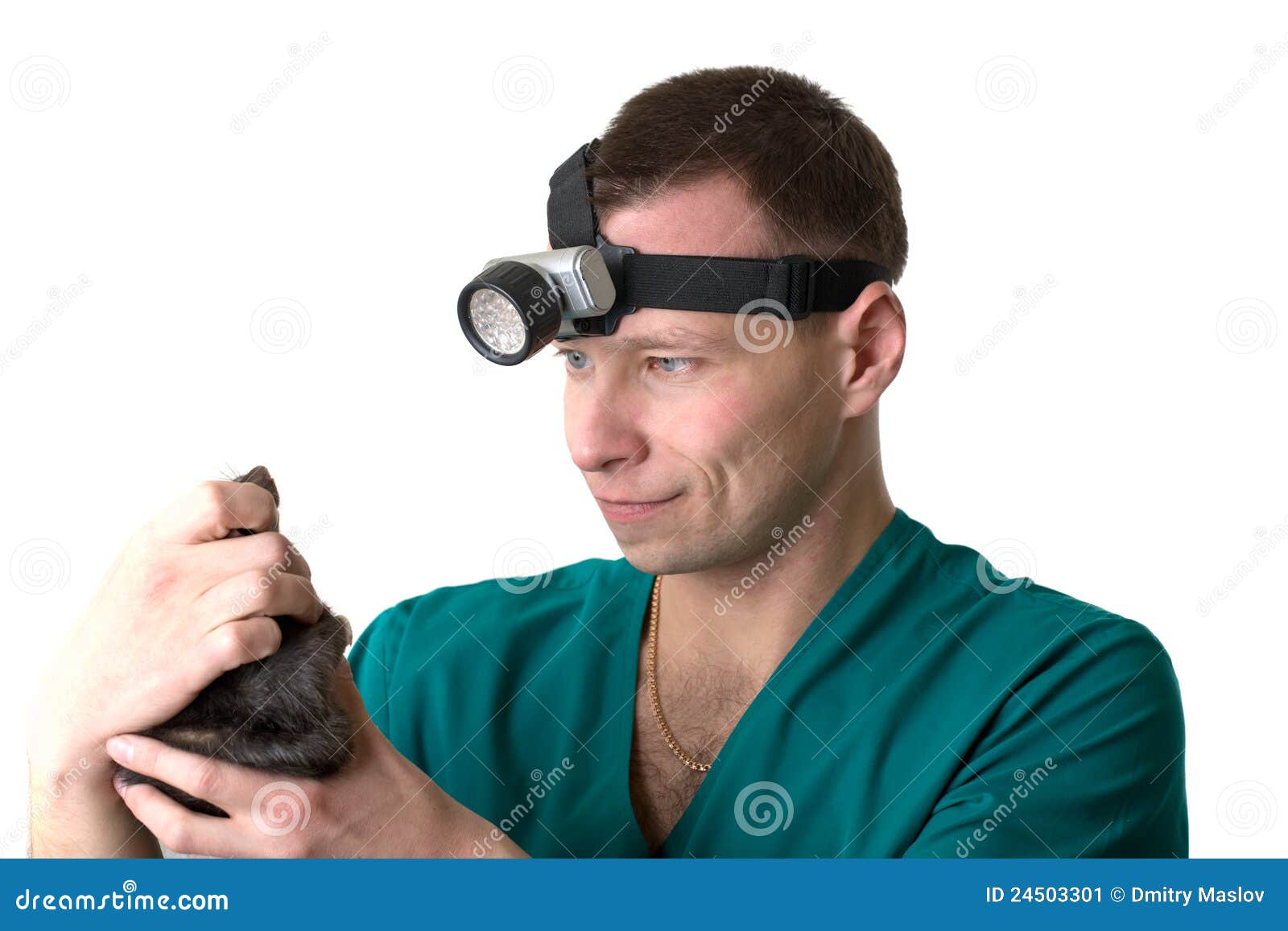 Veterinary Surgeon Examines a Domestic Rat Stock Image - Image of care ...