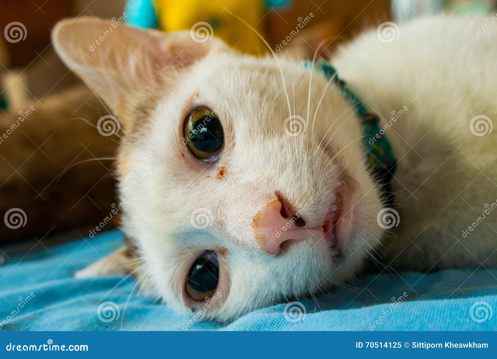 Veterinary Surgeon Neutering a Cat Stock Image - Image of operating ...