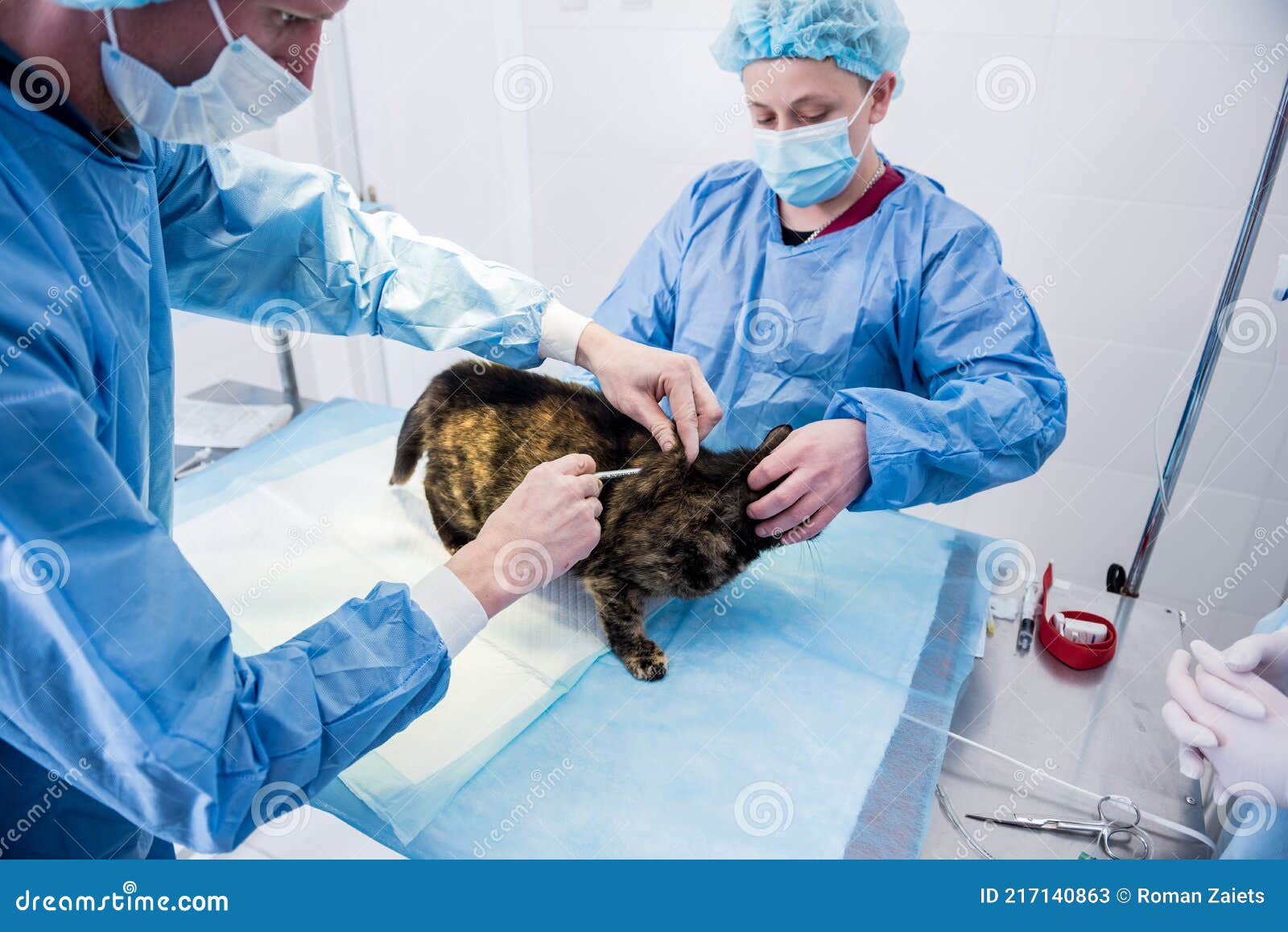Veterinary Surgeon is Preparing Cat for Neutering Surgery. Stock Image ...