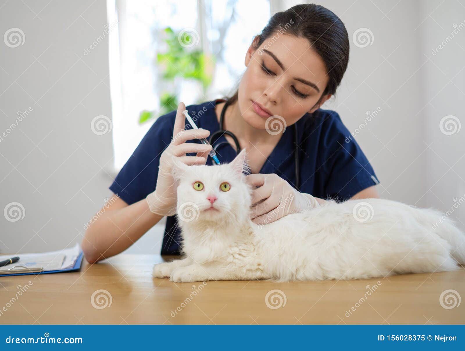 Veterinary Surgeon and White Cat at Vet Clinic Stock Image - Image of ...