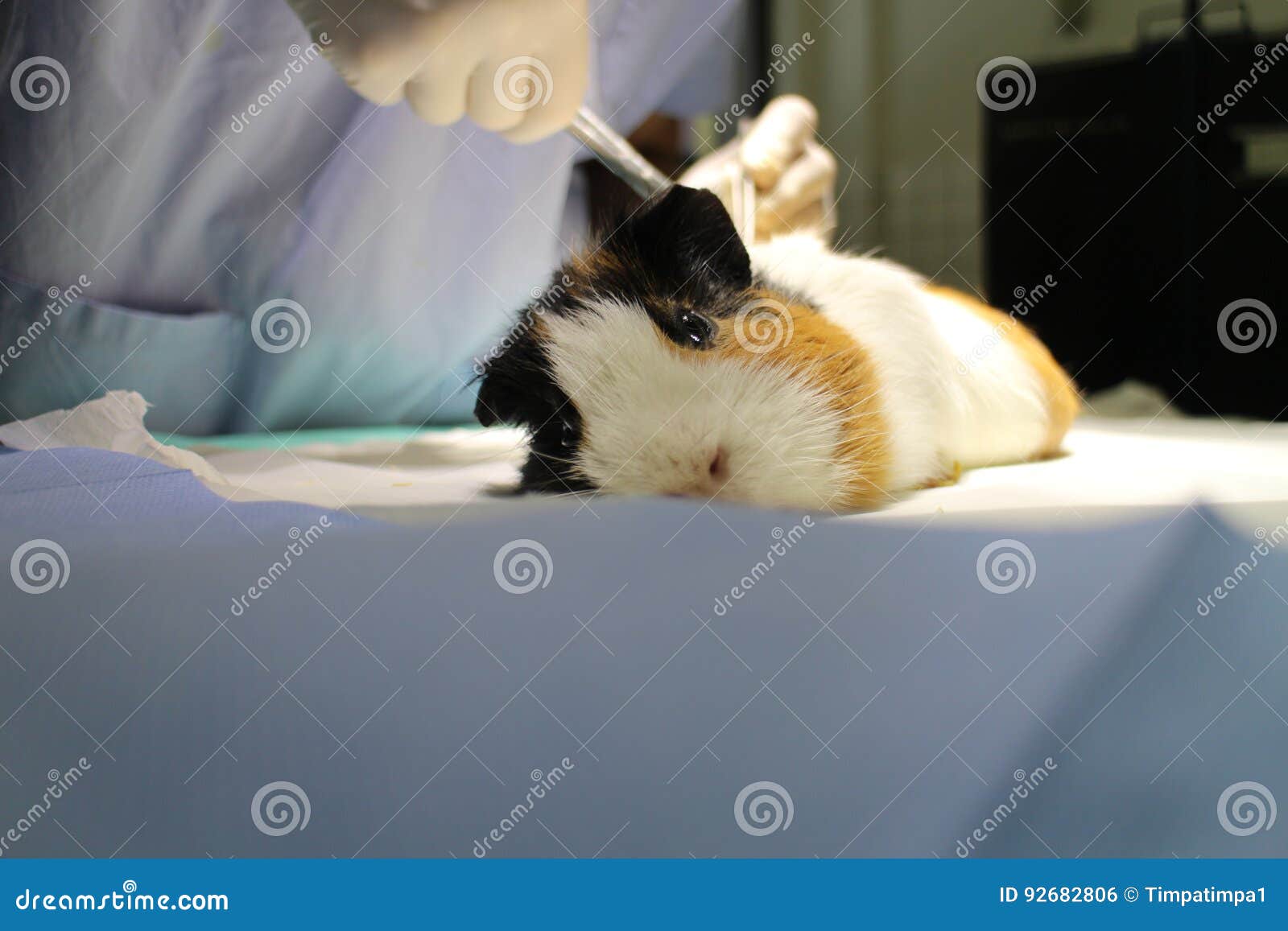 Dog With Dermoid Cyst On Back Of The Neck In Anesthesia On Operating ...