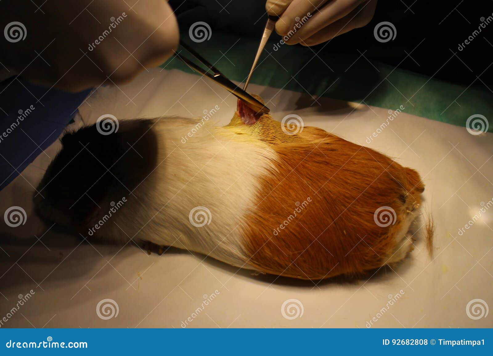 Dog With Dermoid Cyst On Back Of The Neck In Anesthesia On Operating ...