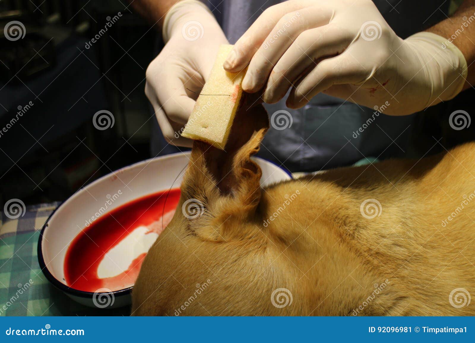Veterinary Surgery - Othematoma by Dog Stock Image - Image of head ...