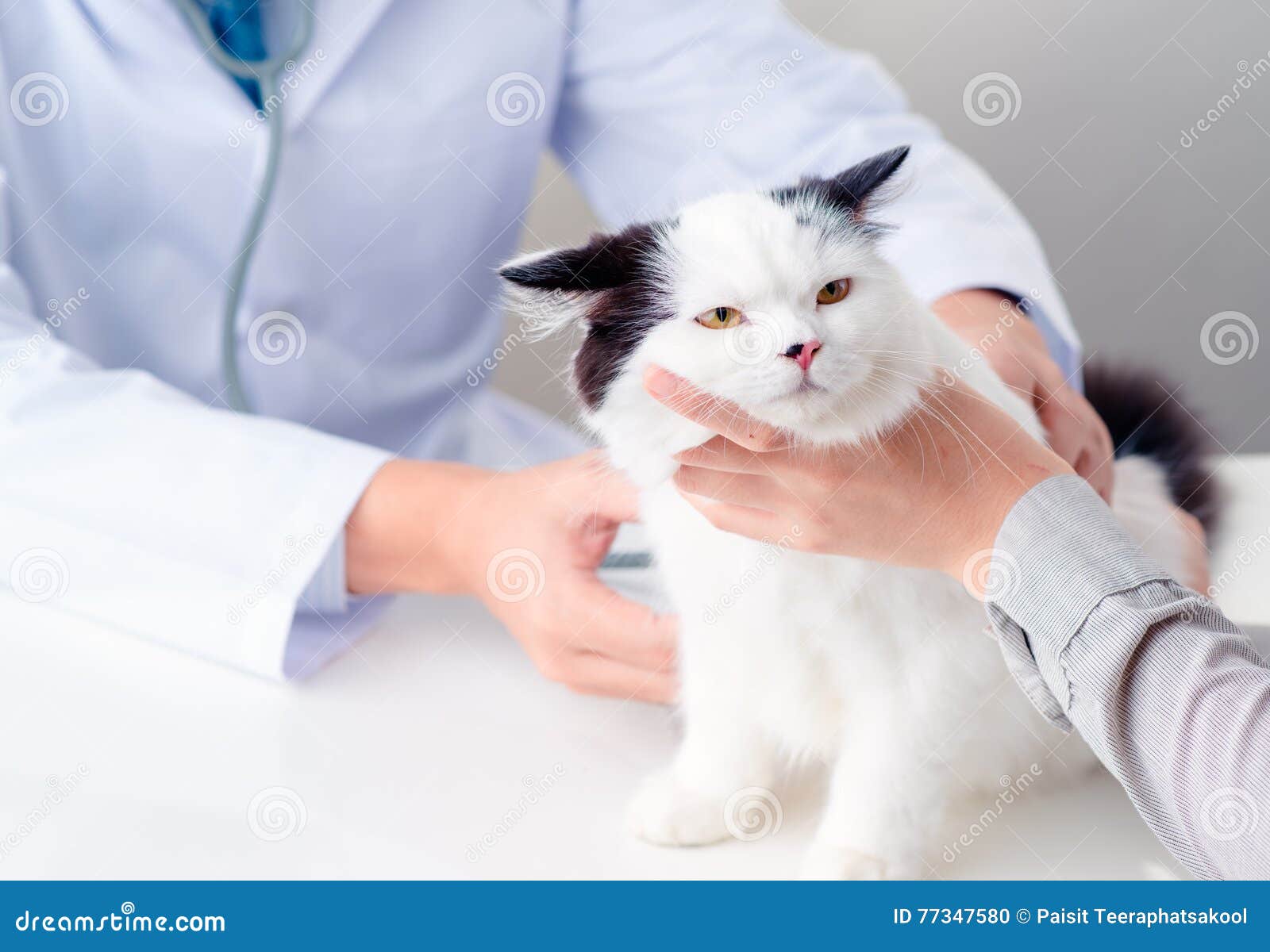 333 Cat Survey Stock Photos - Free & Royalty-Free Stock Photos from ...
