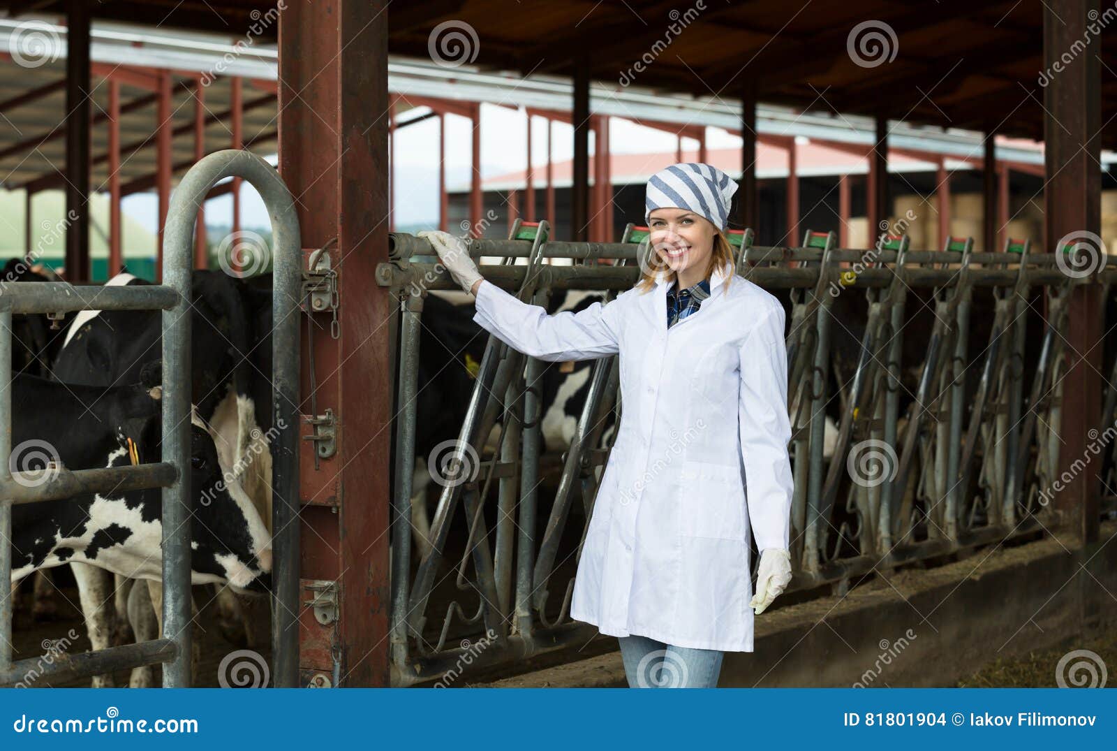 Veterinary Technician with Dairy Cattle Stock Photo - Image of care ...