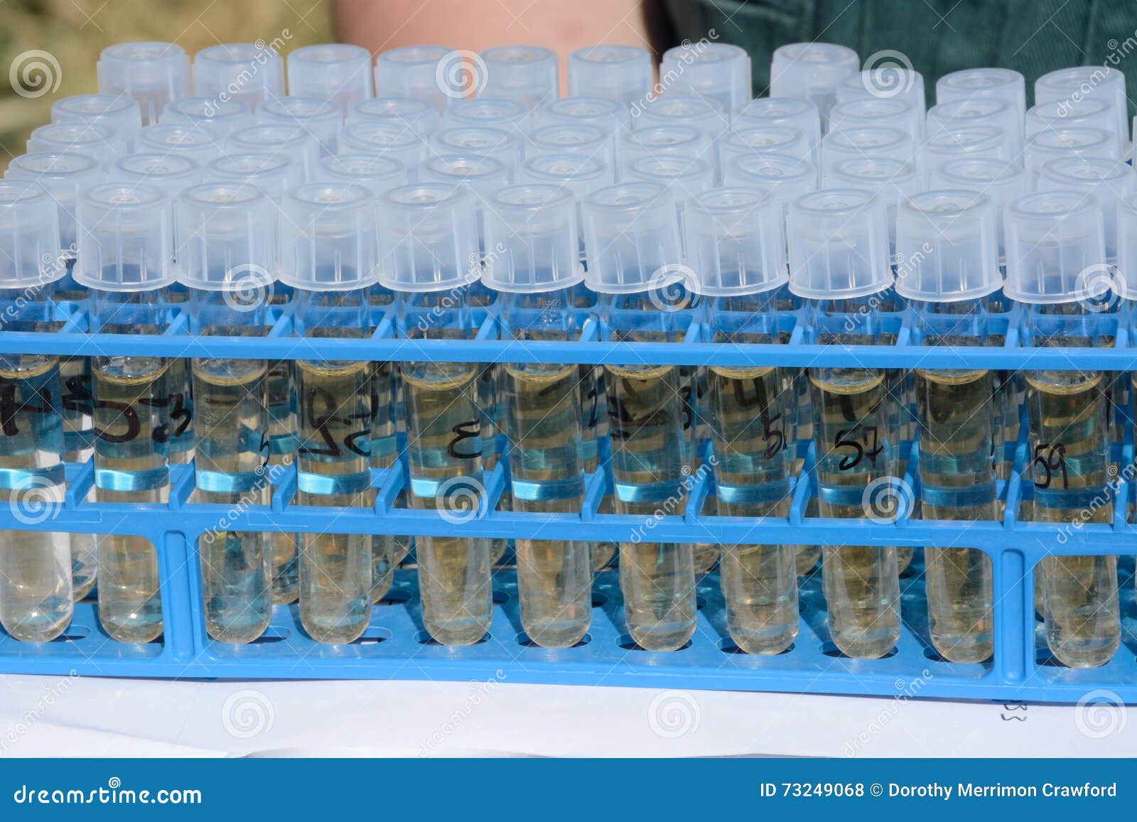 Veterinary test tubes stock photo. Image of avian, disease - 73249068