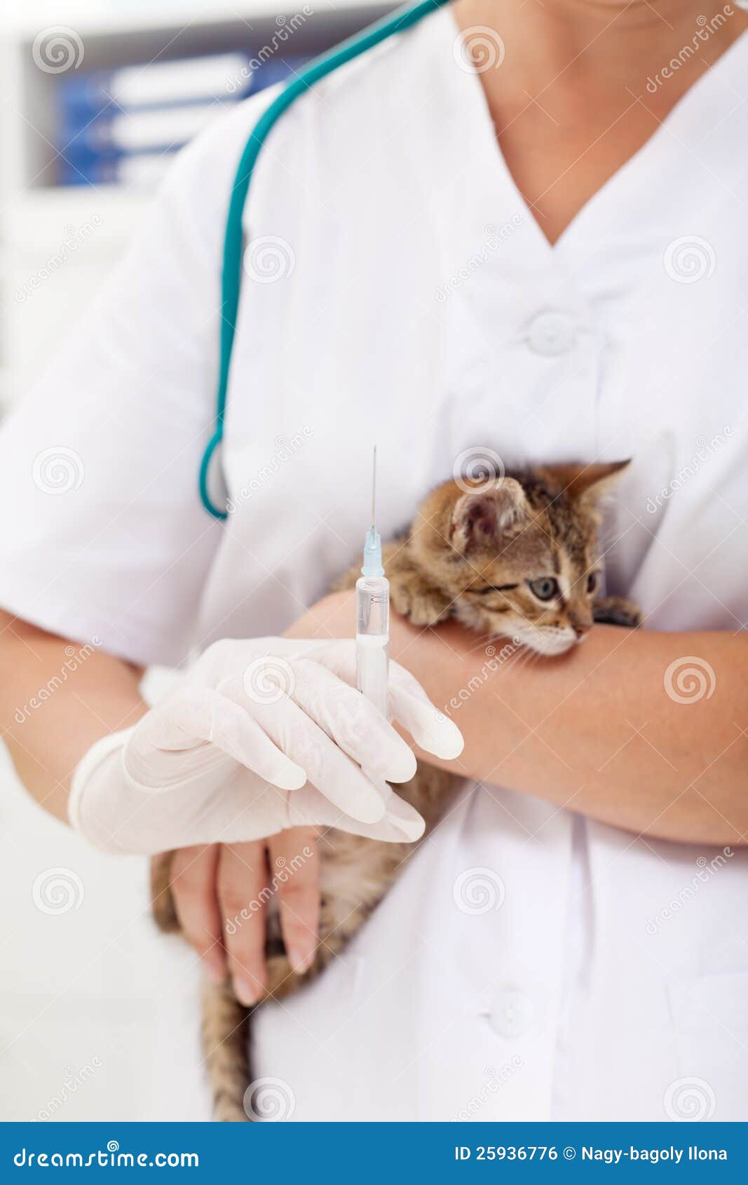 Veterinary Treatment for a Little Kitten Stock Photo - Image of healthy ...