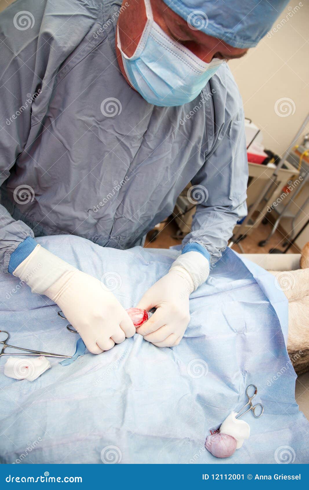 Veterniarian Performing Neuter Operation on Dog Stock Image - Image of ...