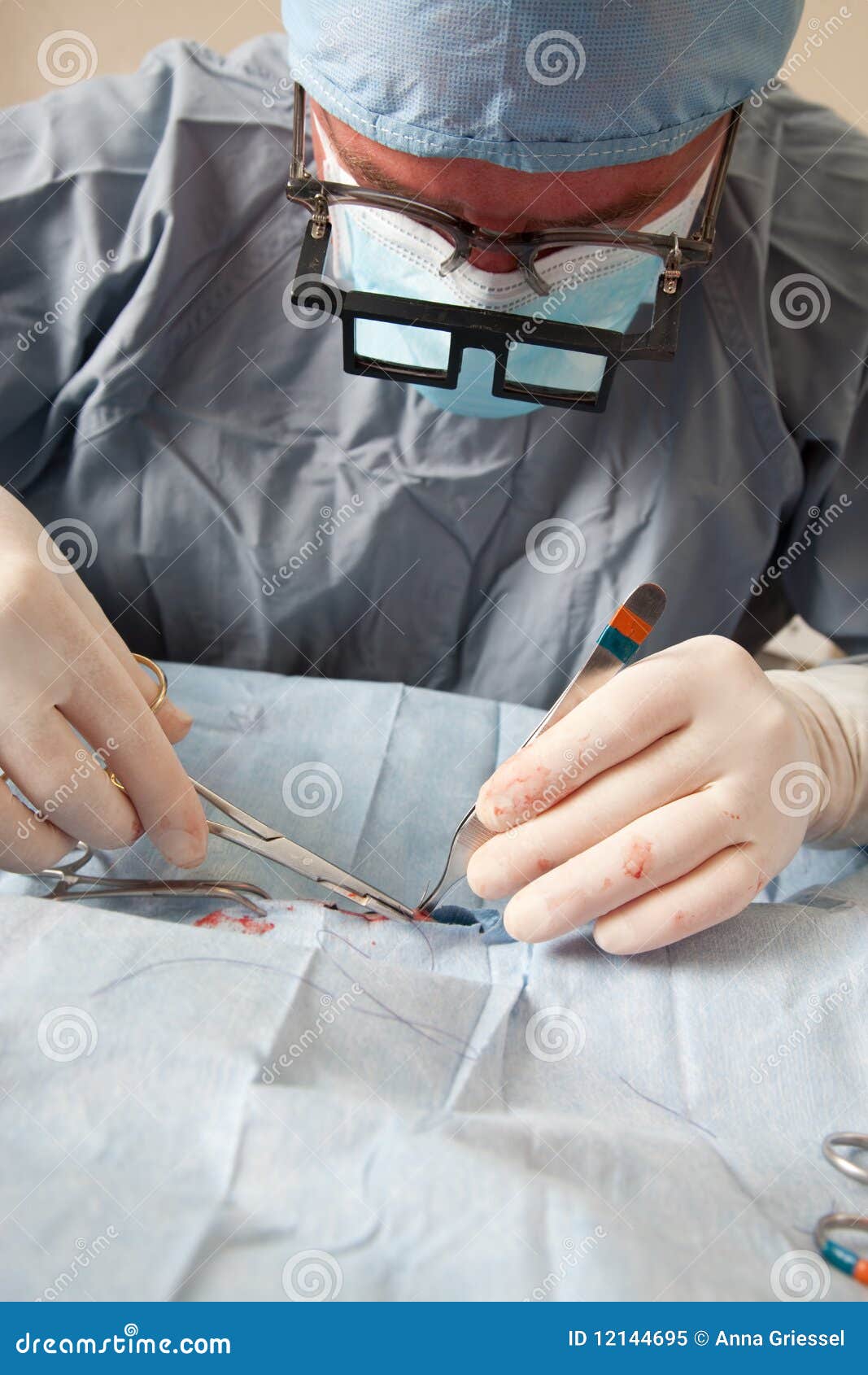 Veterniarian Performing Spay Operation on Dog Stock Image - Image of ...