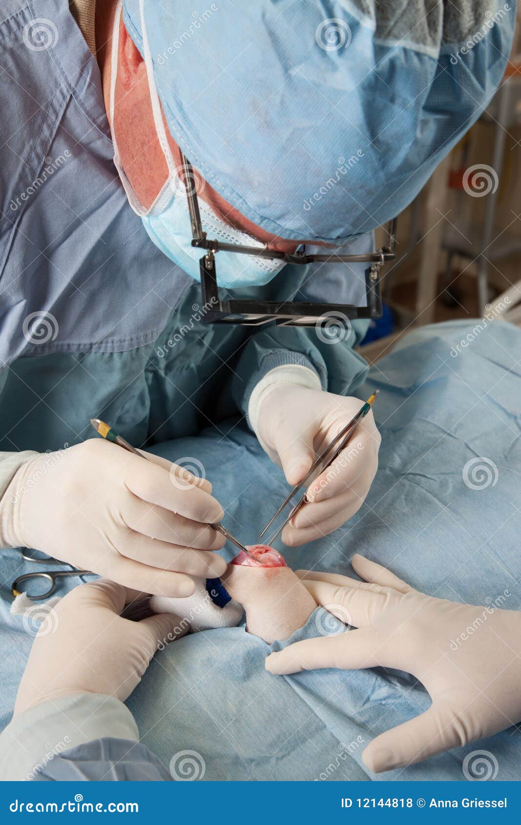 Veterniarian Performing Spay Operation on Dog Stock Photo - Image of ...