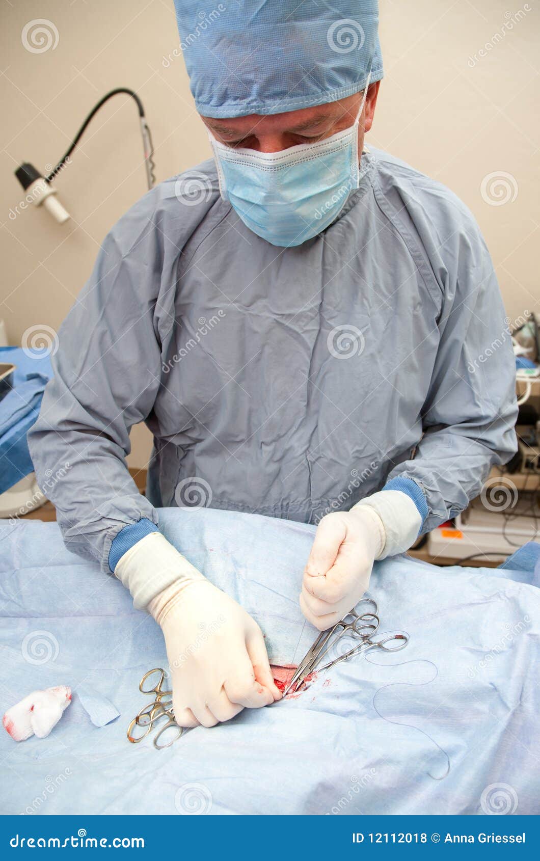 Veterniarian Performing Sterilization Operation Royalty-Free Stock ...