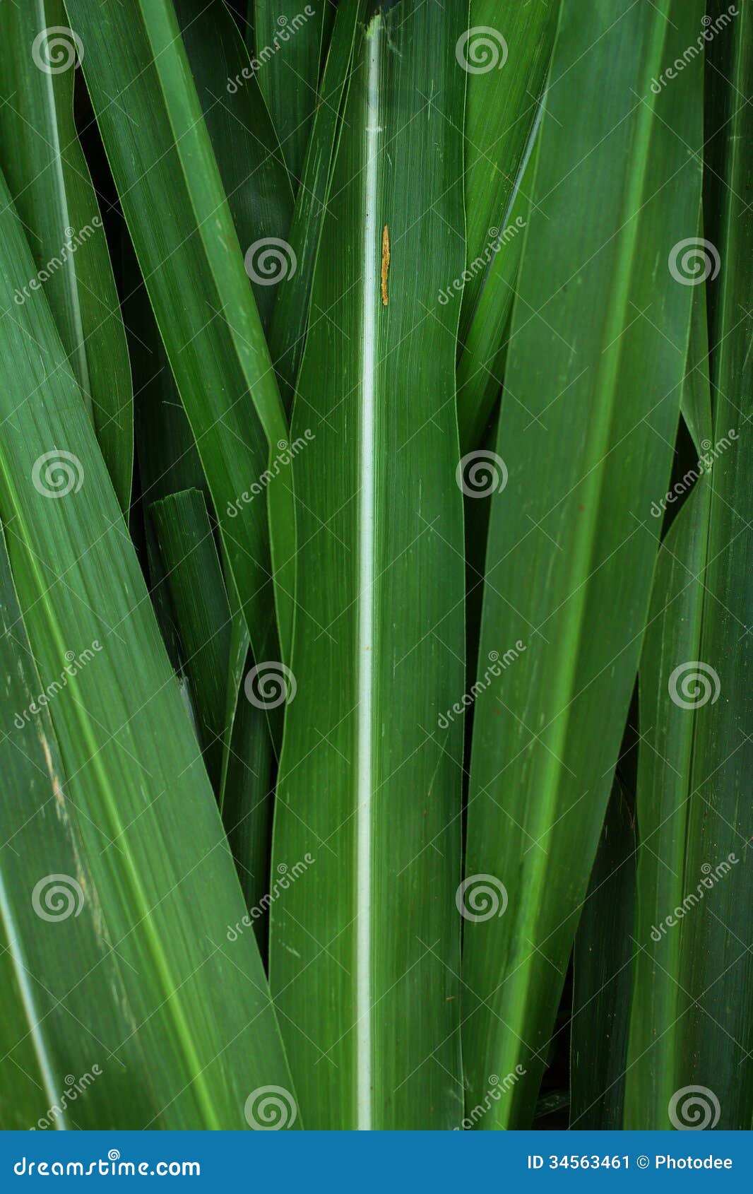 Vetiver stock image. Image of color, design, surface - 34563461