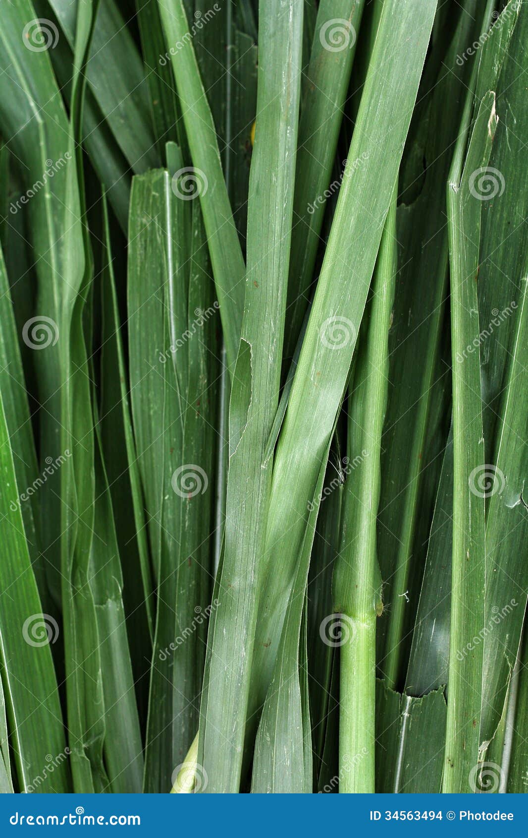 Vetiver stock photo. Image of detail, paint, vetiver - 34563494