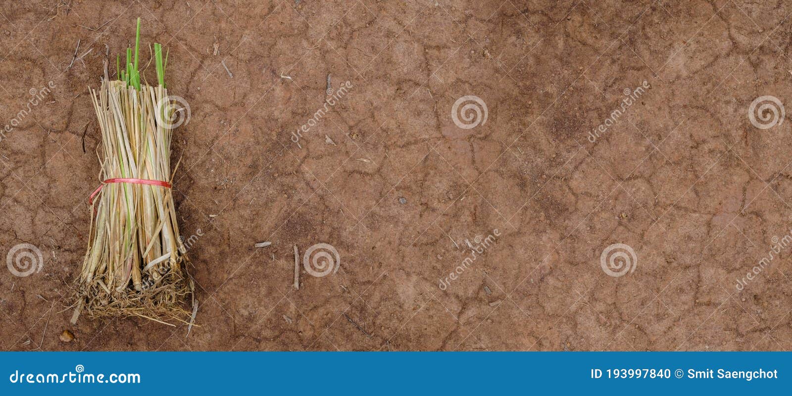 Vetiver Grass and Barren Ground. Concept for Solving Soil Degradation ...