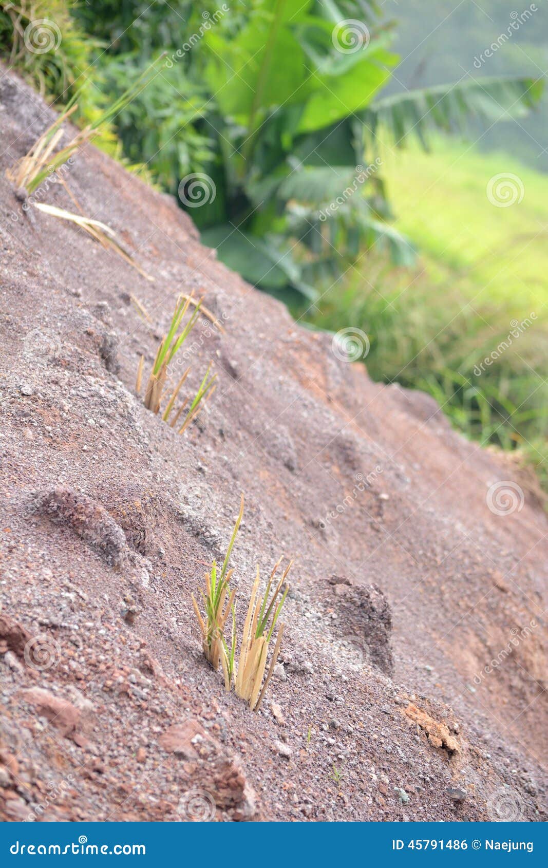 Vetiver grass stock photo. Image of prepare, detail, background - 45791486