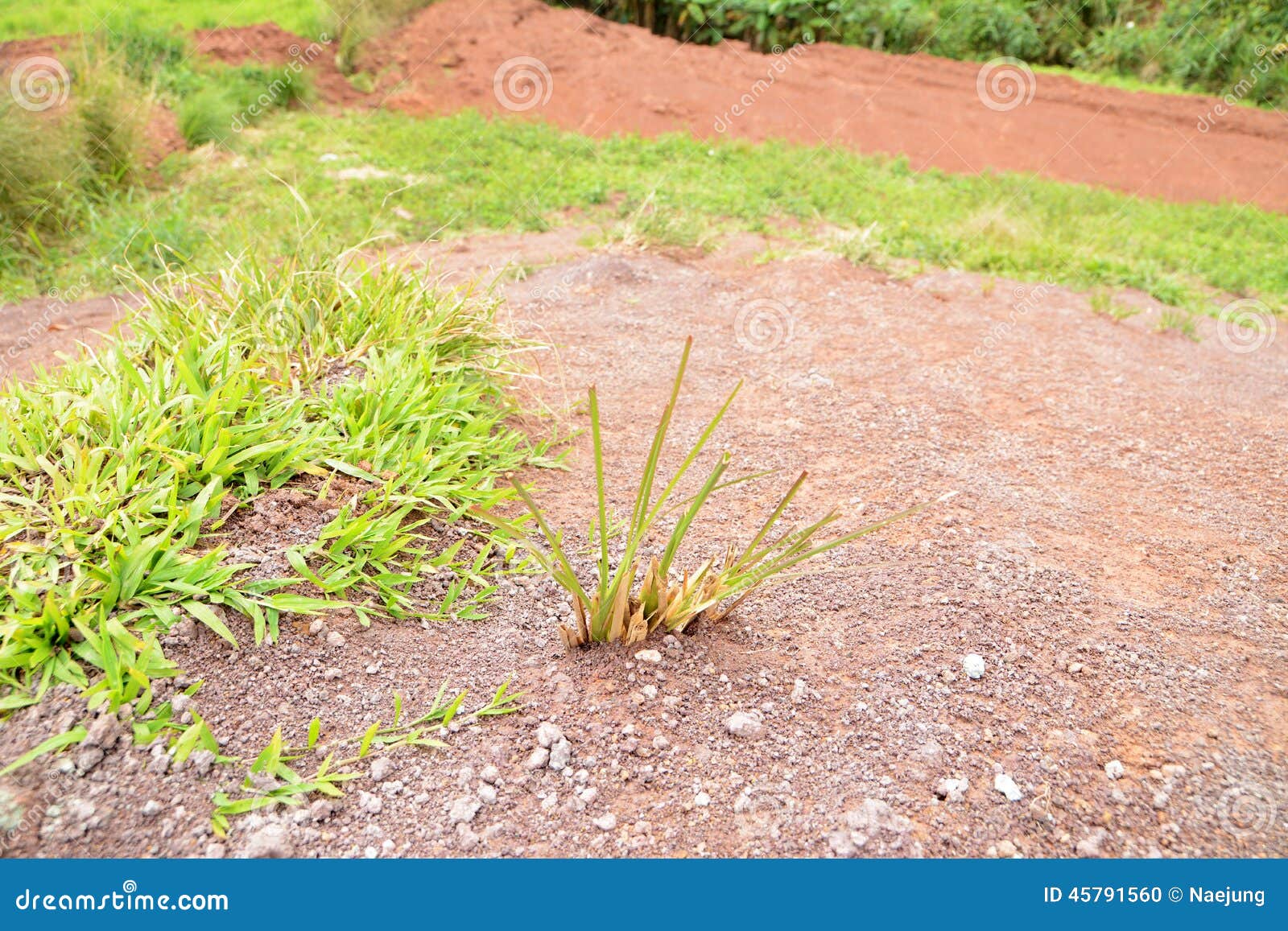 Vetiver grass stock photo. Image of background, roof - 45791560