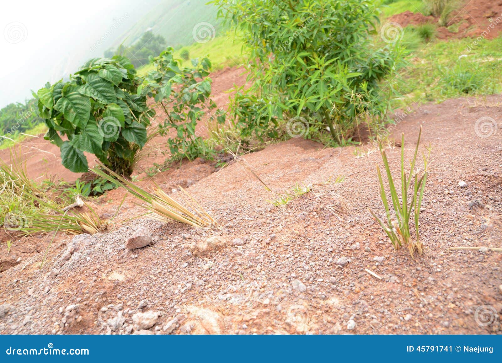 Vetiver grass stock image. Image of surface, length, eroding - 45791741