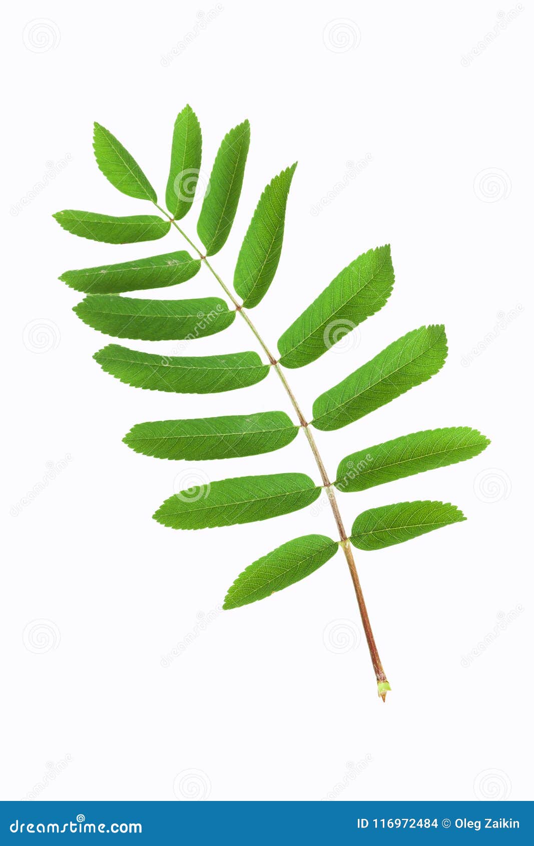 Vetka Ryabiny No Fundo Branco Foto de Stock - Imagem de biografia, branco: 116972484