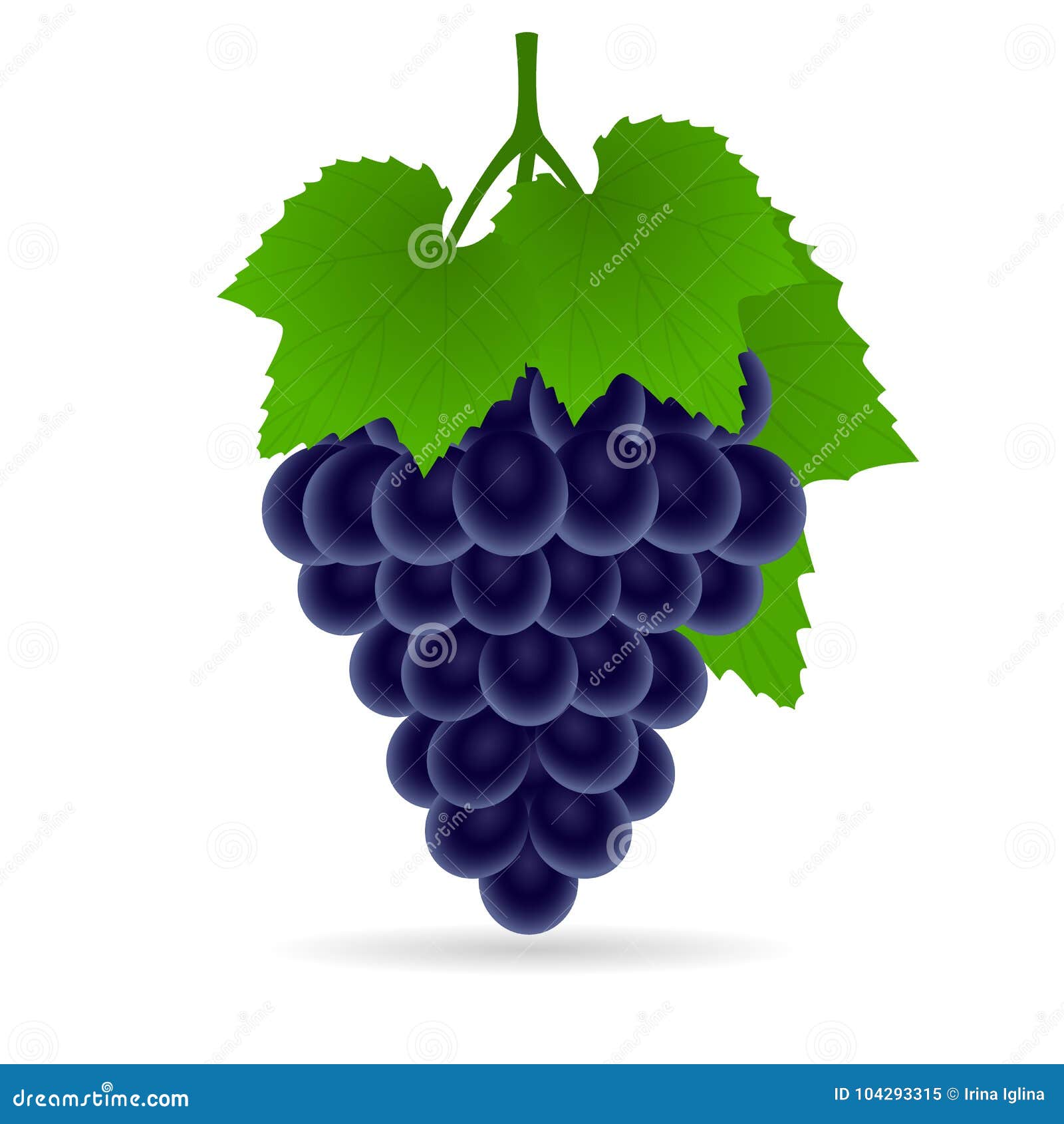 Vetor da uva isolado ilustração do vetor. Ilustração de alimento ...