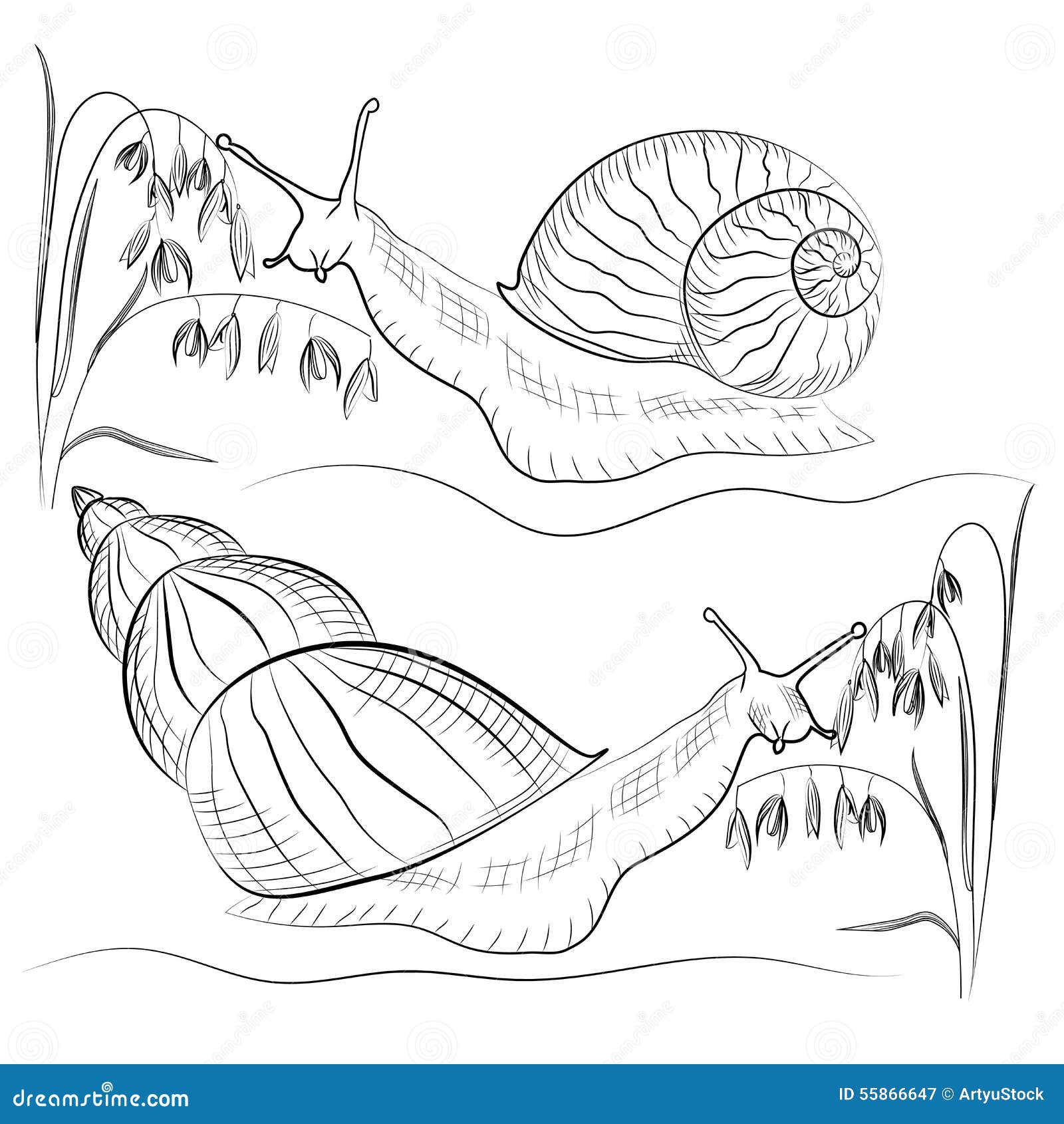 Vetor do caracol ilustração do vetor. Ilustração de arte - 55866647