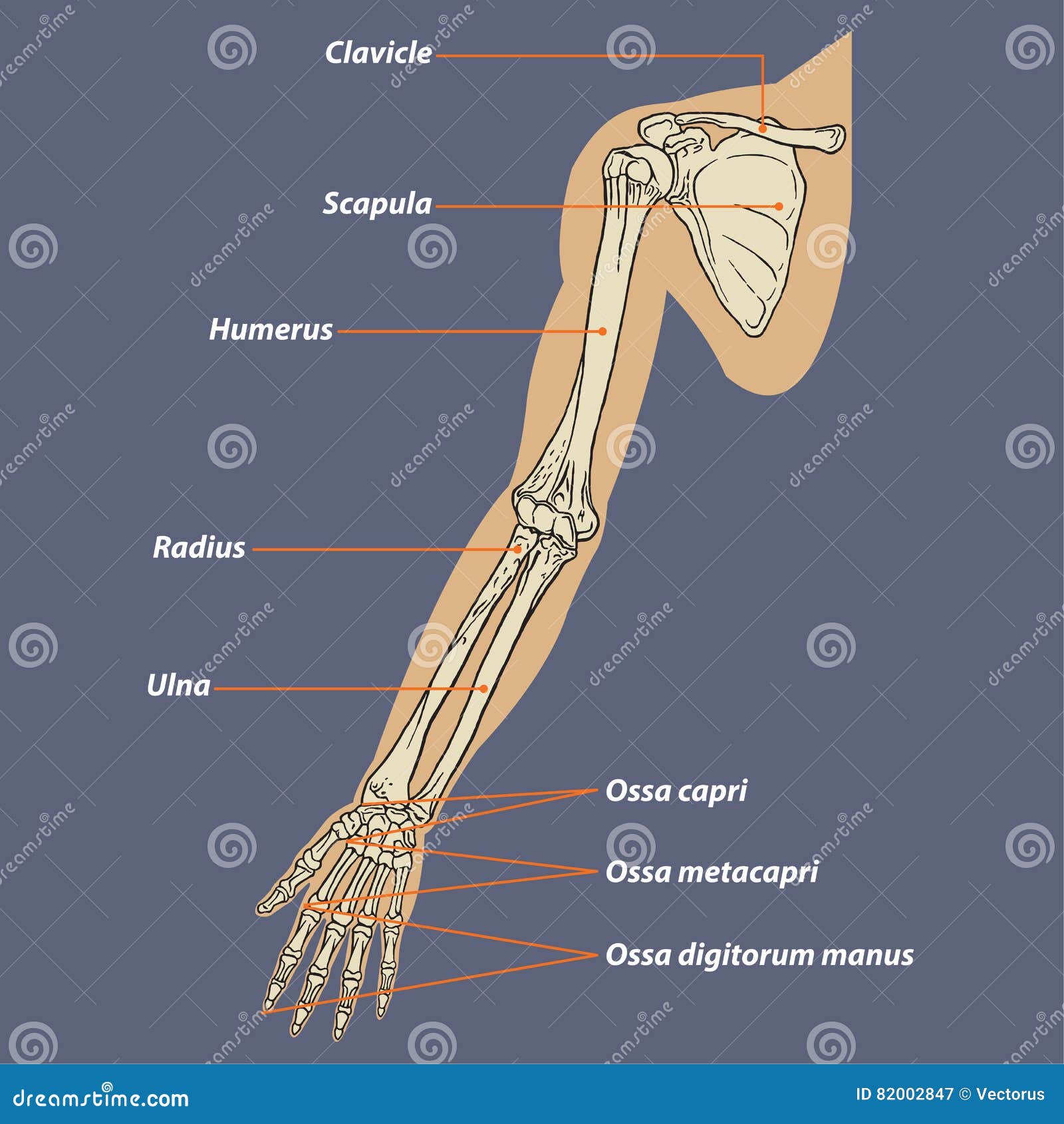 Anatomia Do Braço Ossos - BINKEDU
