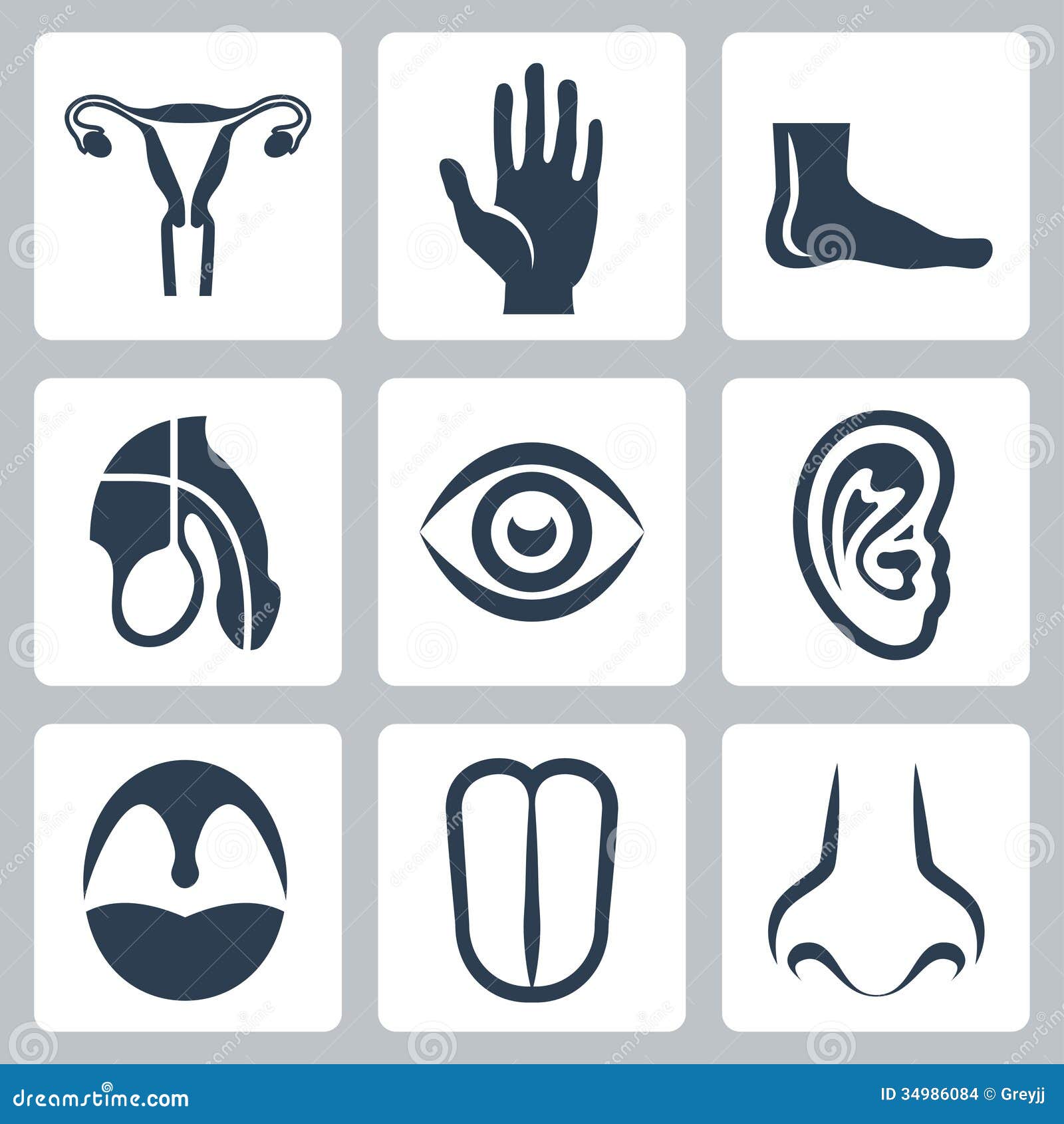 Vetor organs icons set stock vector. Illustration of uterus - 34986084