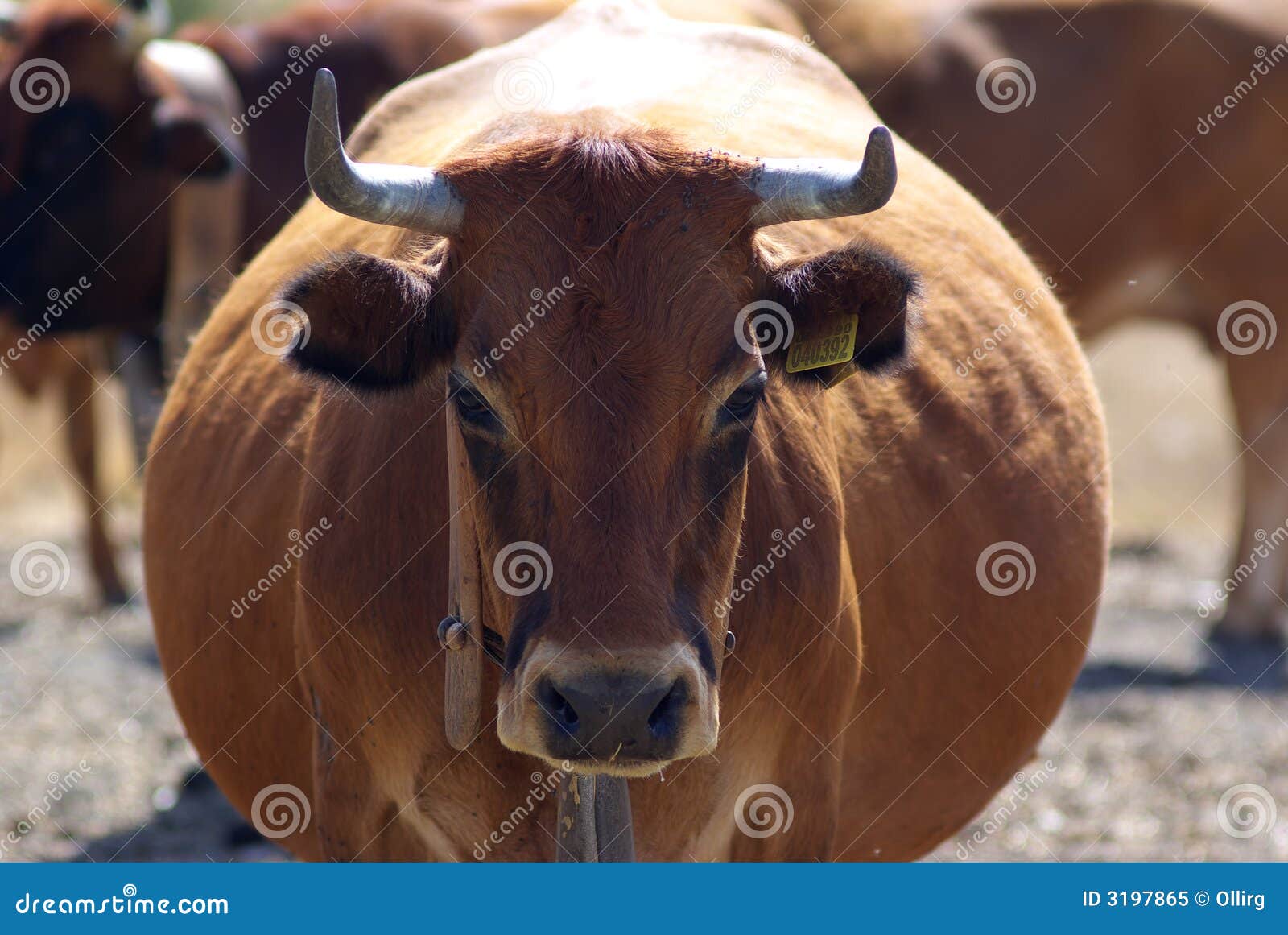 Vette koe stock afbeelding. Image of runder, gewas, gebied - 3197865