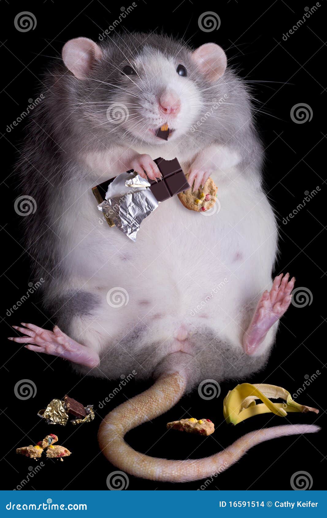 Vette Rat stock foto. Image of ongezond, gewijd, bont - 16591514