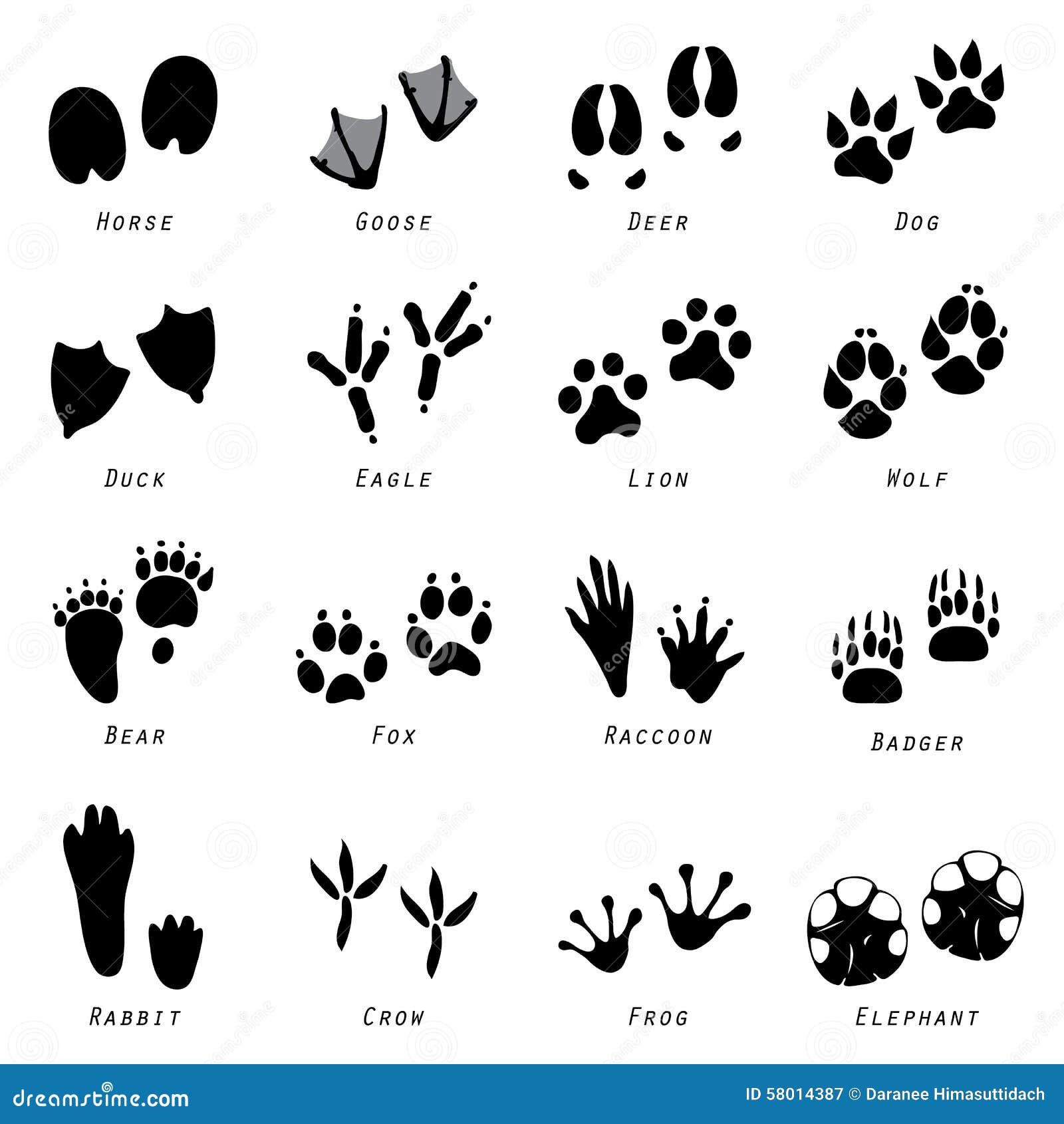Disegni Orme Di Animali - Disegni HD