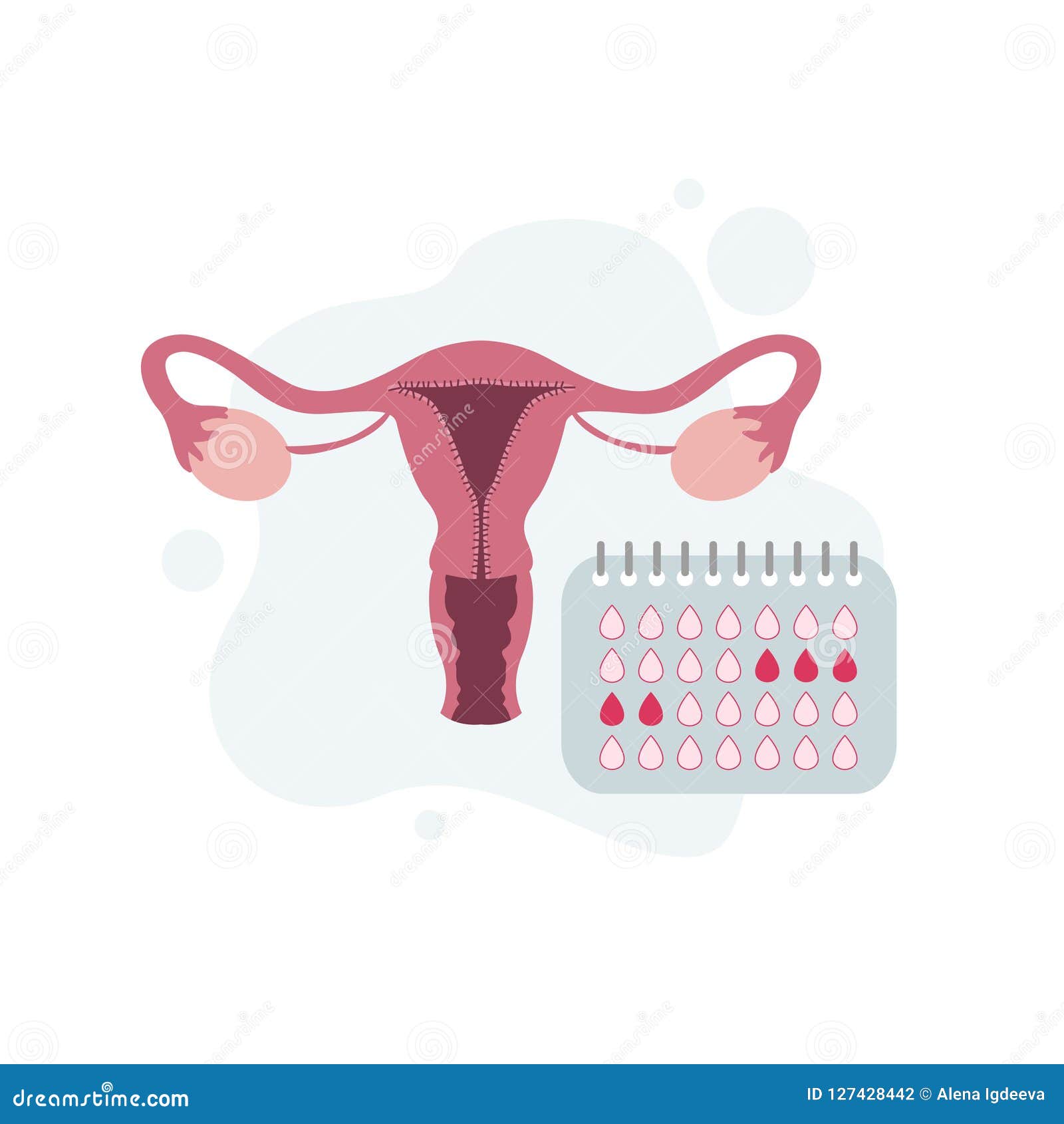 Vettore Del Ciclo Mestruale Illustrazione Vettoriale - Illustrazione di ...
