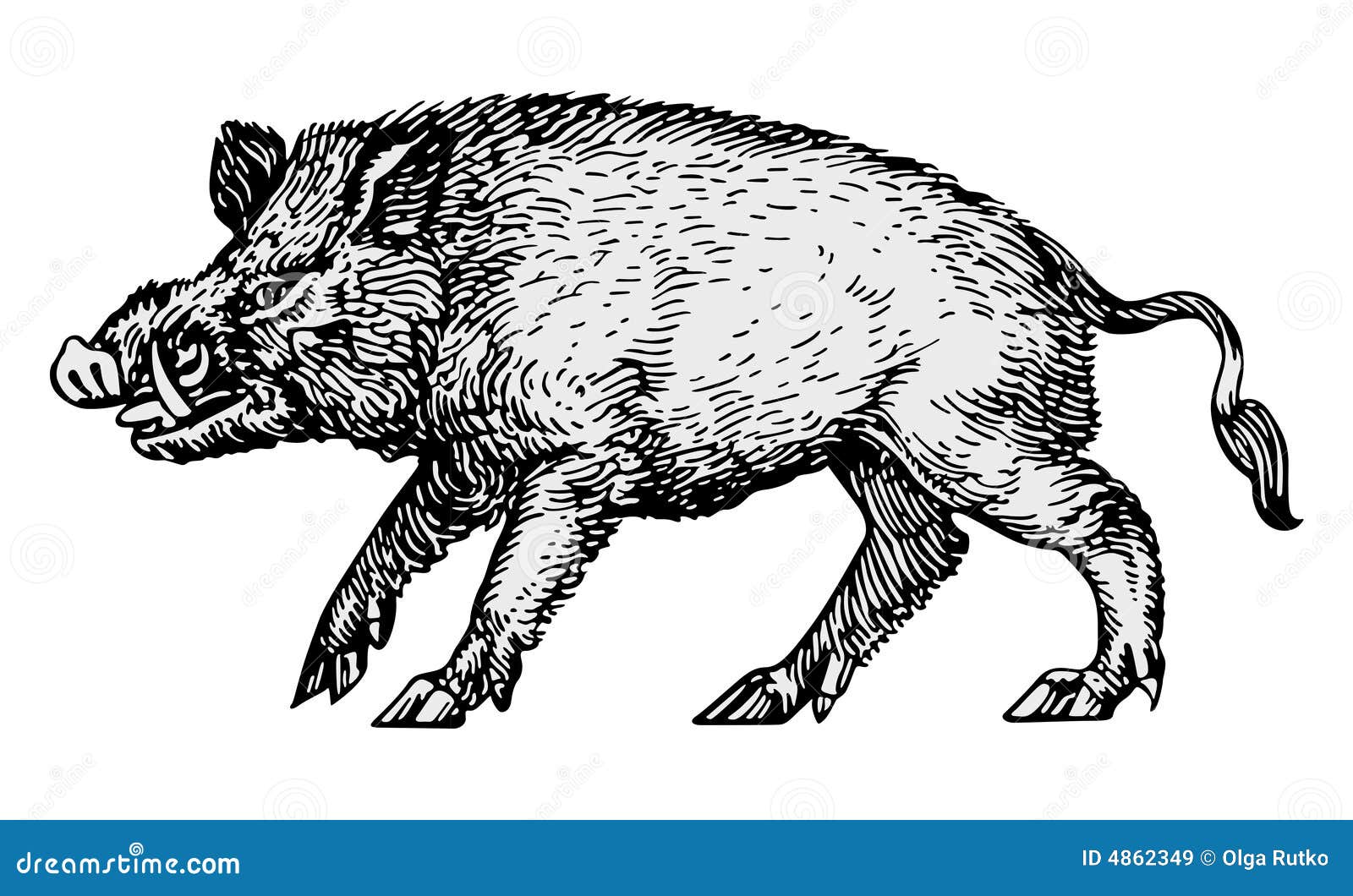 Vettore del cinghiale illustrazione vettoriale. Illustrazione di ...