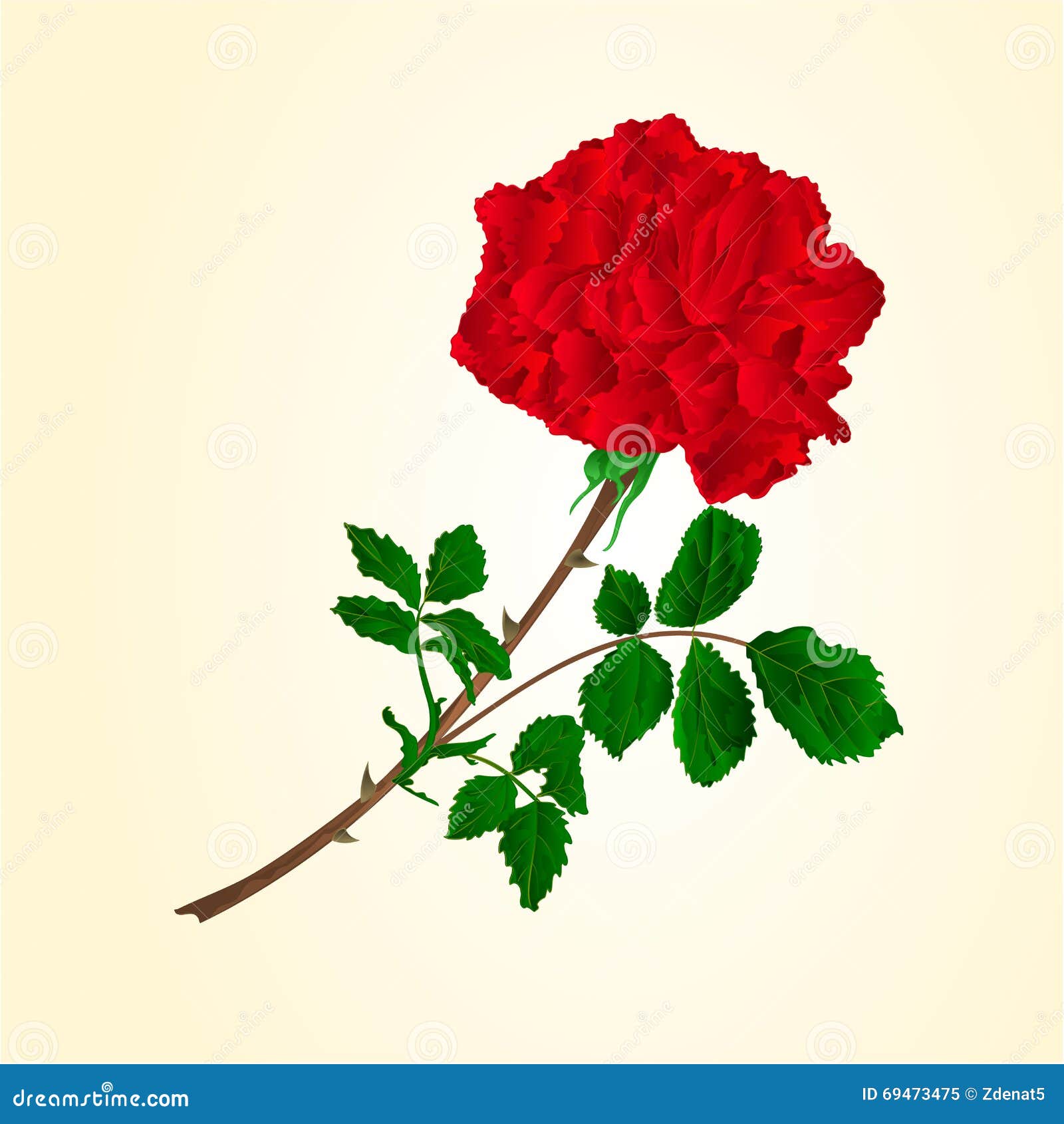 Vettore Del Gambo Della Rosa Rossa Illustrazione Vettoriale ...