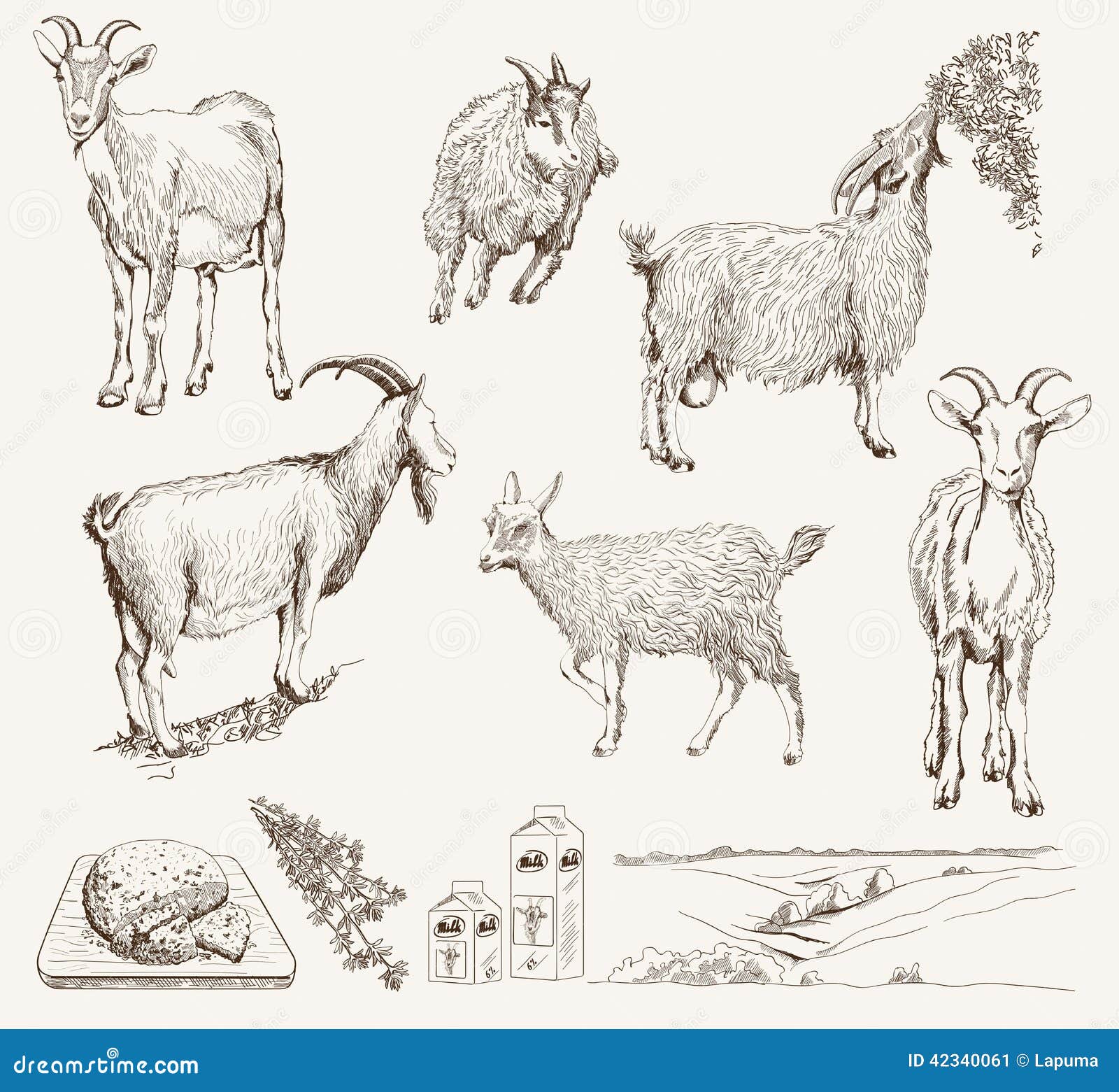 Vettore Della Capra Disegnato a Mano Illustrazione Vettoriale ...