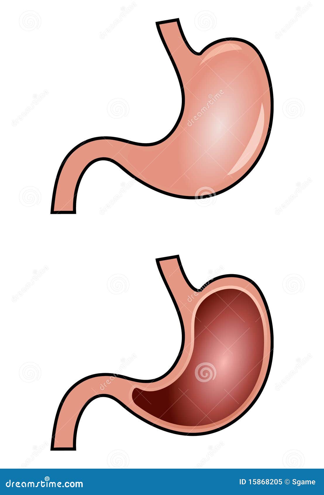 Vettore Di Anatomia Dello Stomaco Illustrazione Vettoriale ...