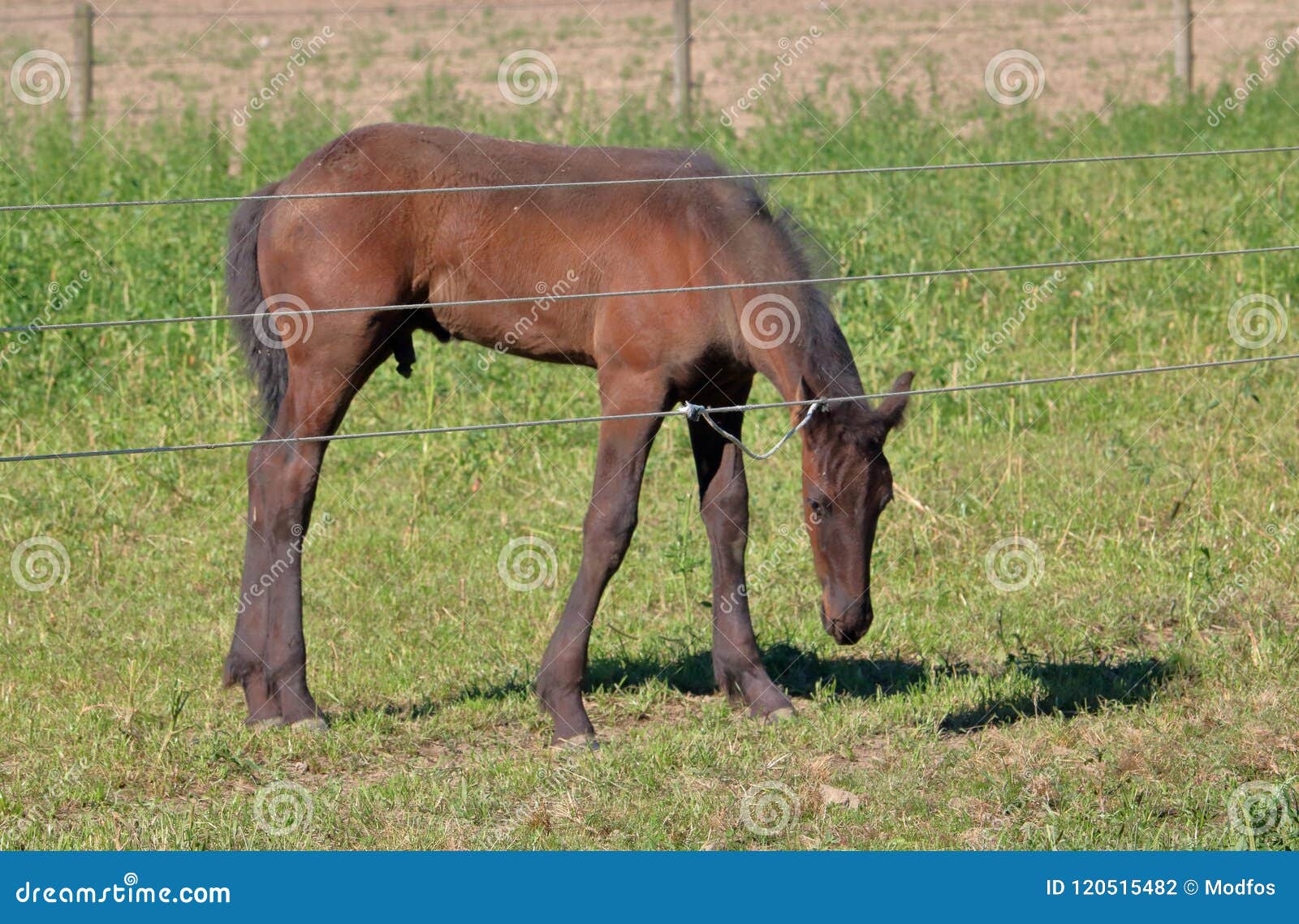 Veulen met Navelbreuk stock foto. Image of bruin, verdun - 120515482
