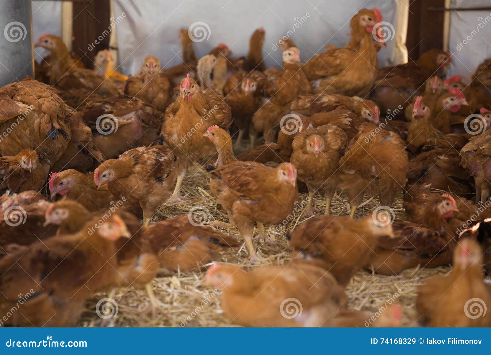 Vew on Crowded Laying Chickens Stock Image - Image of farm, coop: 74168329