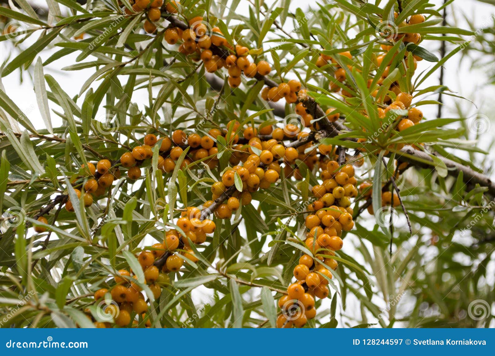 Sea Buckthorn Berries Stock Photos - 4,406 Images