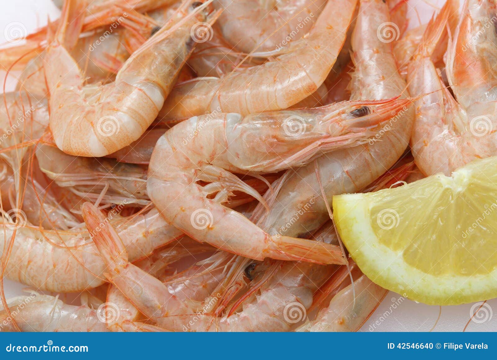 Vey Fresh Prawns (light Pink Natural Color) from Atlantic Ocean Stock ...