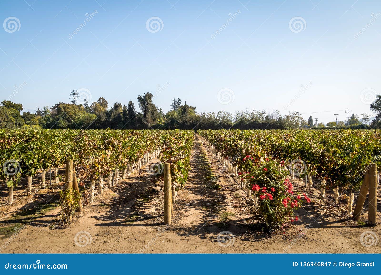 Viñedo Chileno - Santiago, Chile Imagen de archivo - Imagen de hoja ...