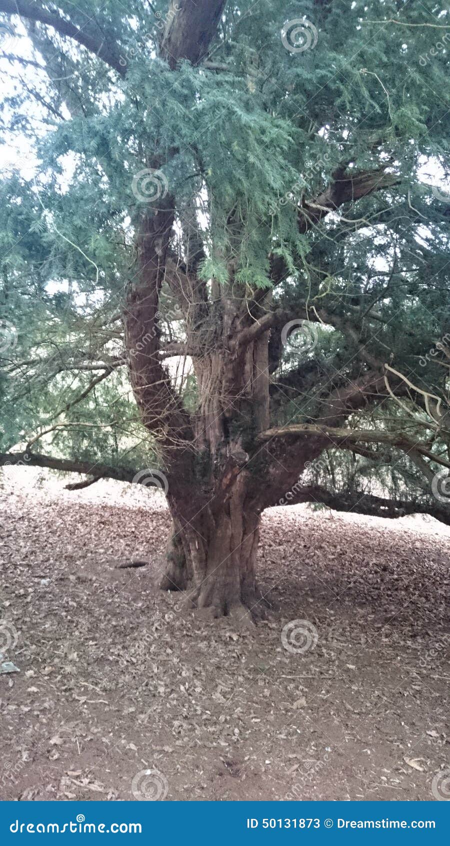 Vi stock image. Image of winter, park, febuary, time - 50131873