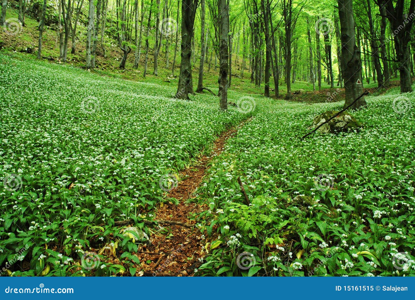 Via in foresta verde immagine stock. Immagine di lussare - 15161515