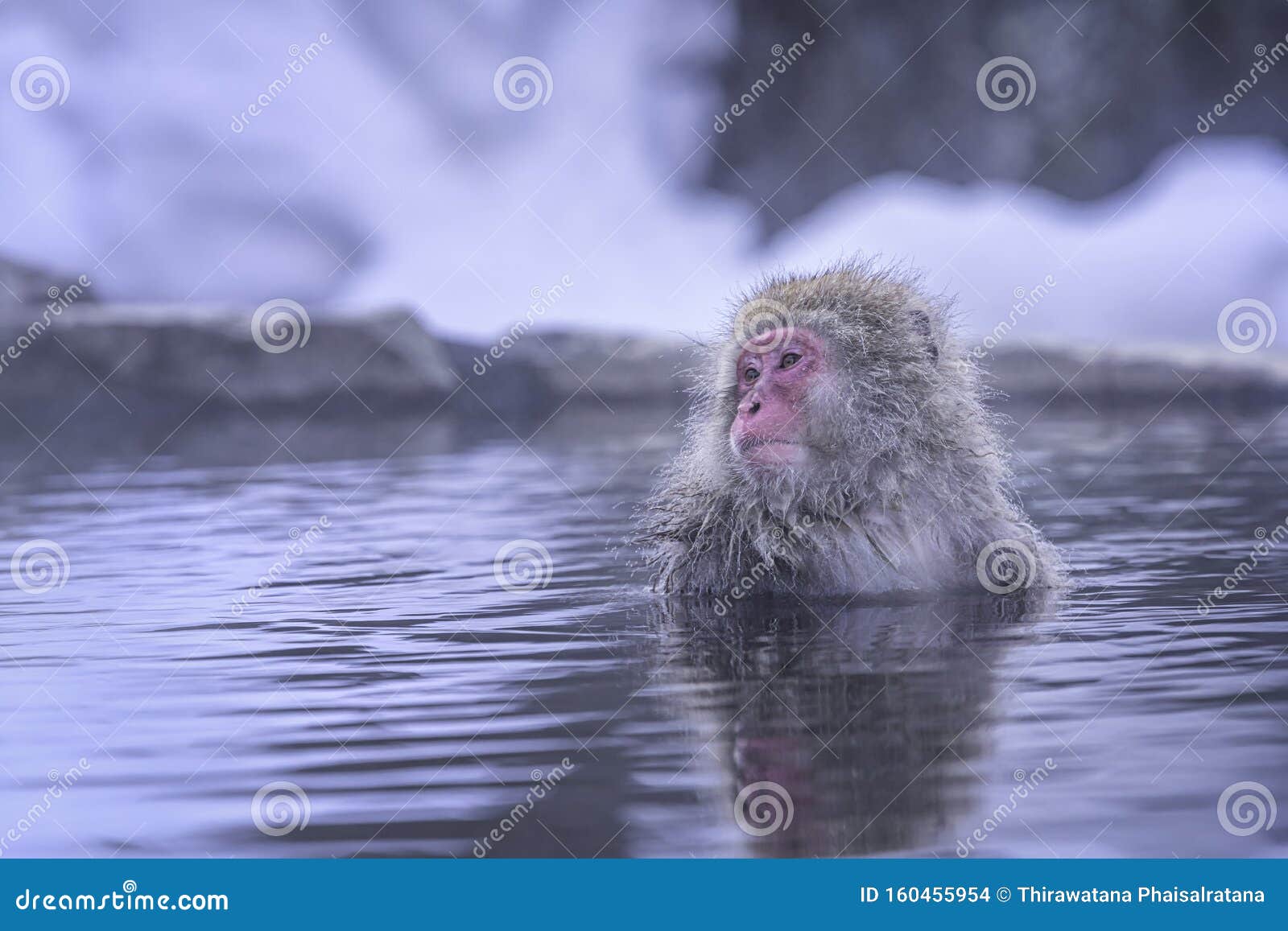 Viaje Asia. Mono Rojo-cheeked. . Foto de archivo - Imagen de japonés ...