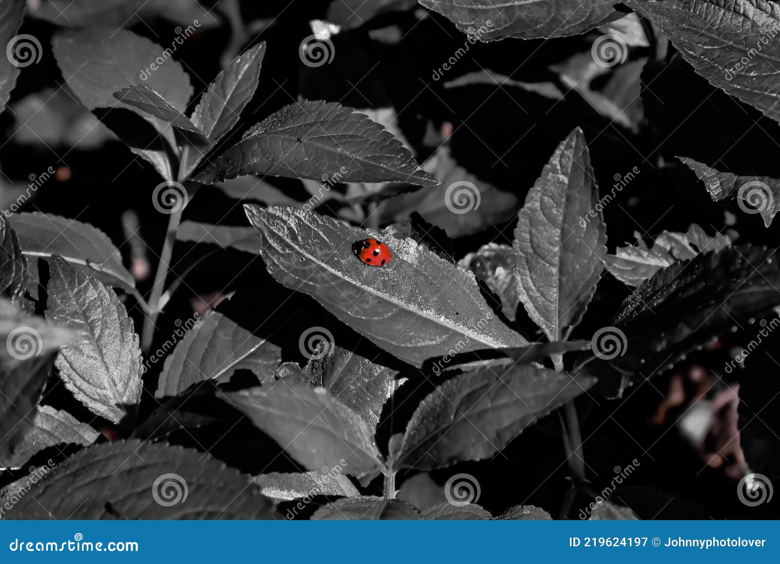 Vibing Ladybird On A Leaf Royalty-Free Stock Photography ...