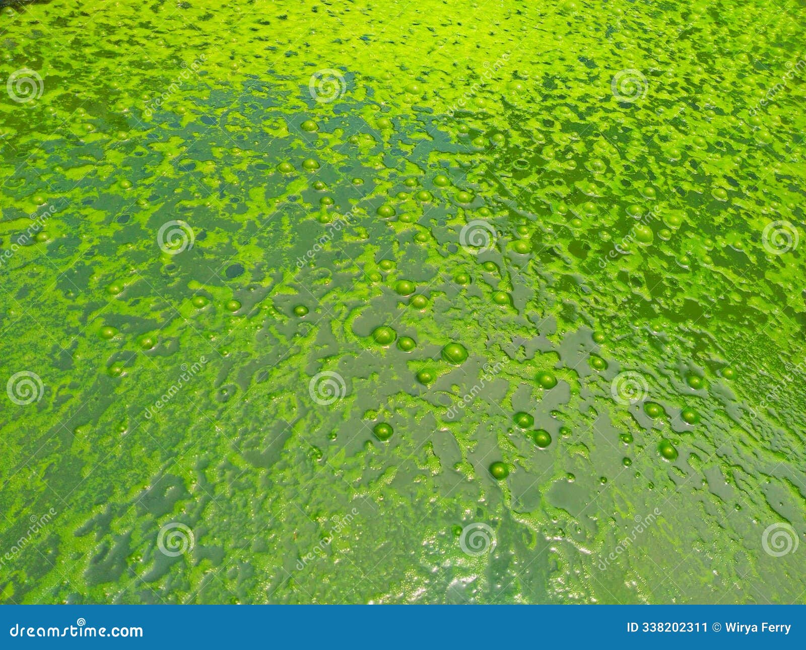 Vibrant Algae Bloom Covering Water Surface in Summer Stock Image ...