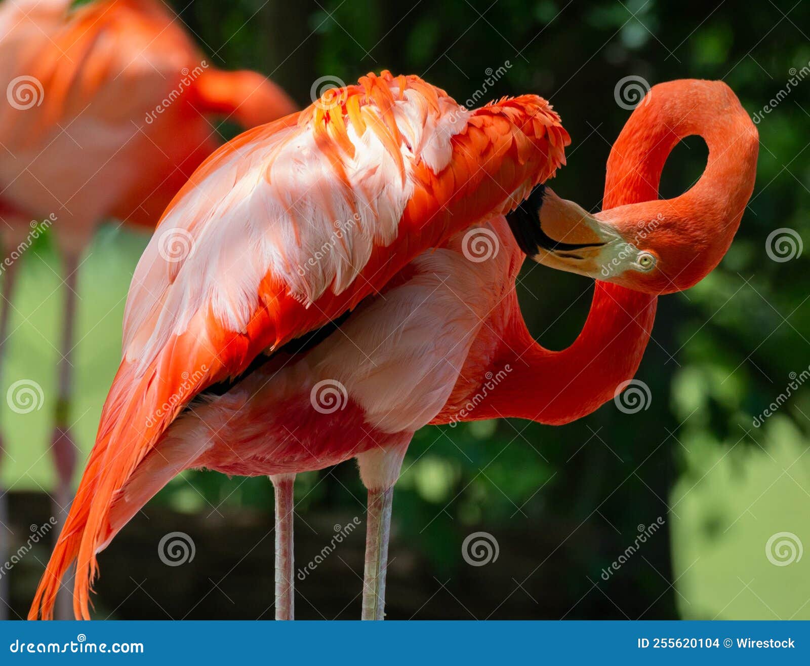 Vibrant American Flamingo Bird Bending Stock Photo - Image of bending ...