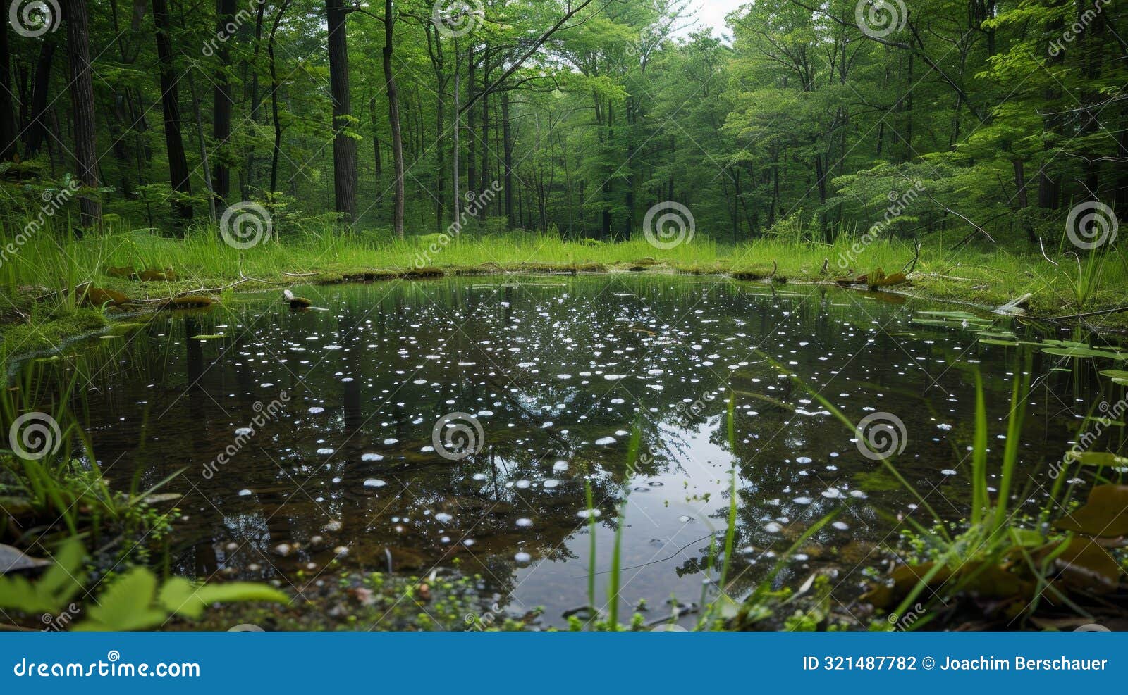 Vibrant Amphibian Ecosystem in Temporary Vernal Pool Alive with Diverse ...