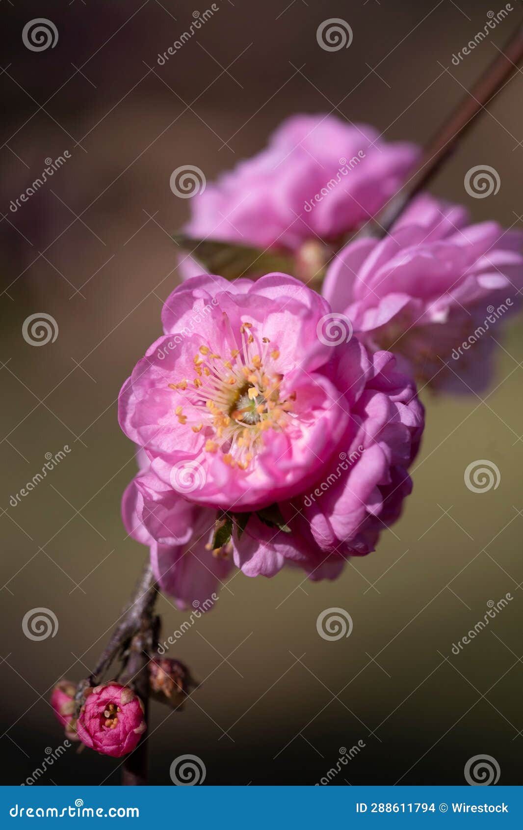 Vibrant Array Of Pink Flowers Of Tree In Full Bloom In A Picturesque Setting Royalty-Free Stock ...