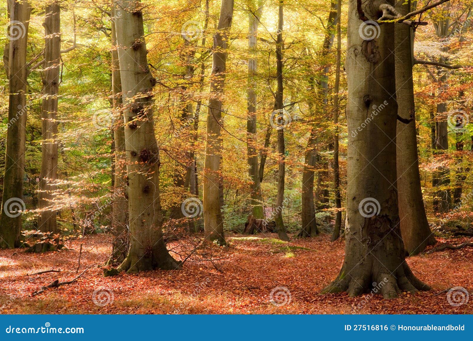 Vibrant Autumn Fall Forest Landscape Image Stock Photo - Image of ...